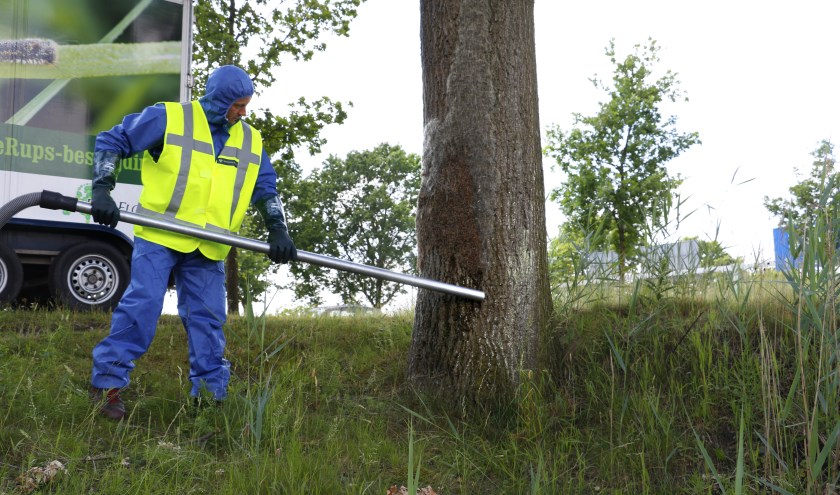 Zes maatregelen tegen eikenprocessierups - samen0164